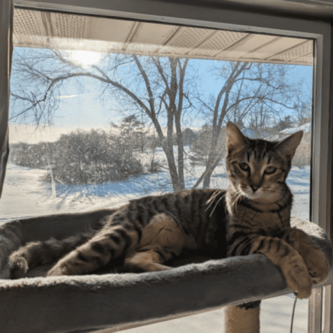 Soda Pop - Biscuits & Beans Cat Café